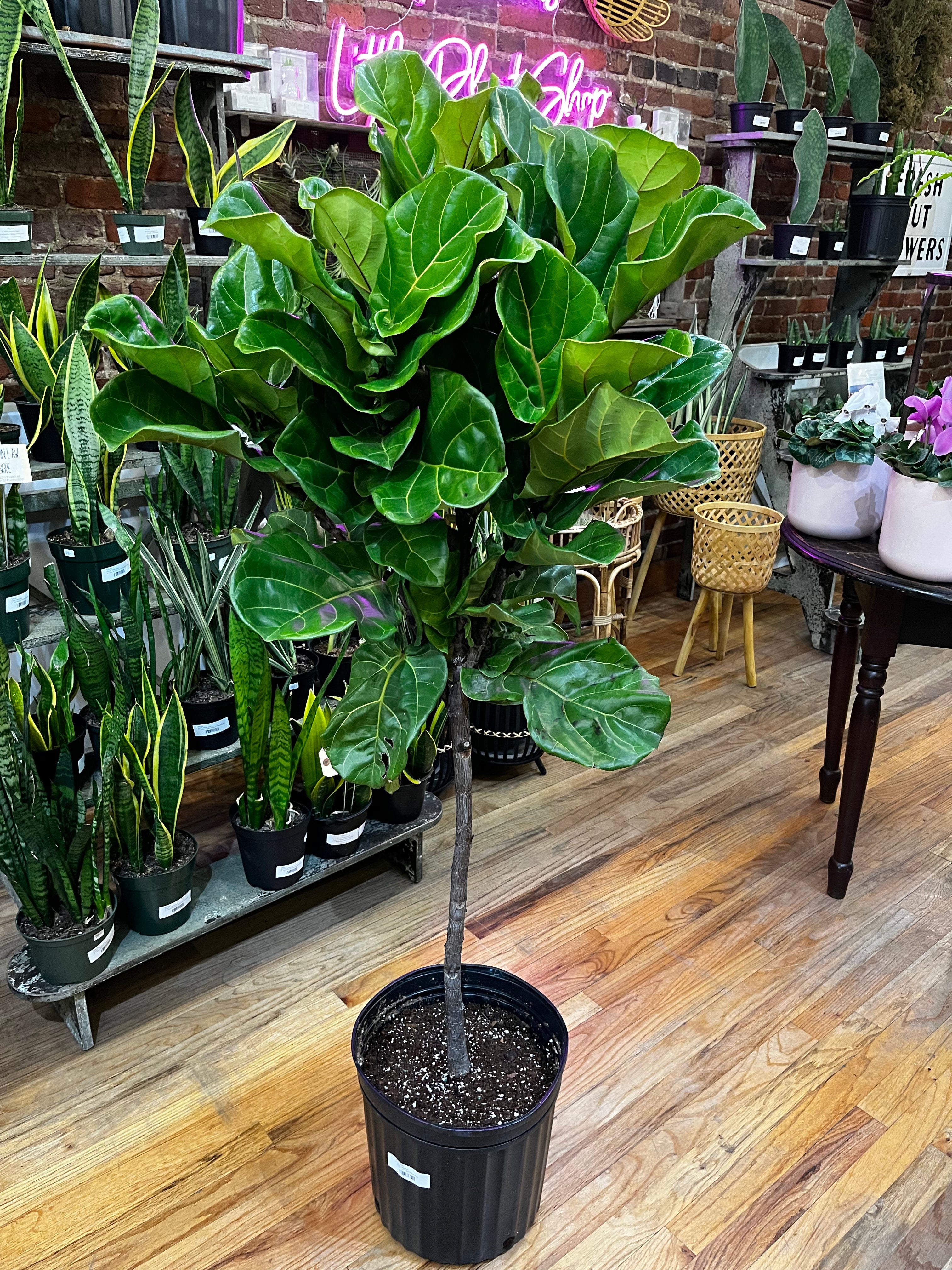 fiddle leaf fig