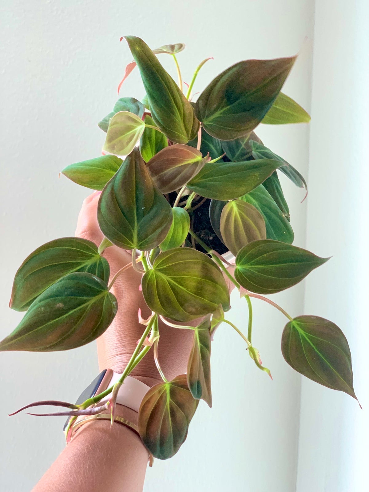 Philodendron | Yarrow Acres