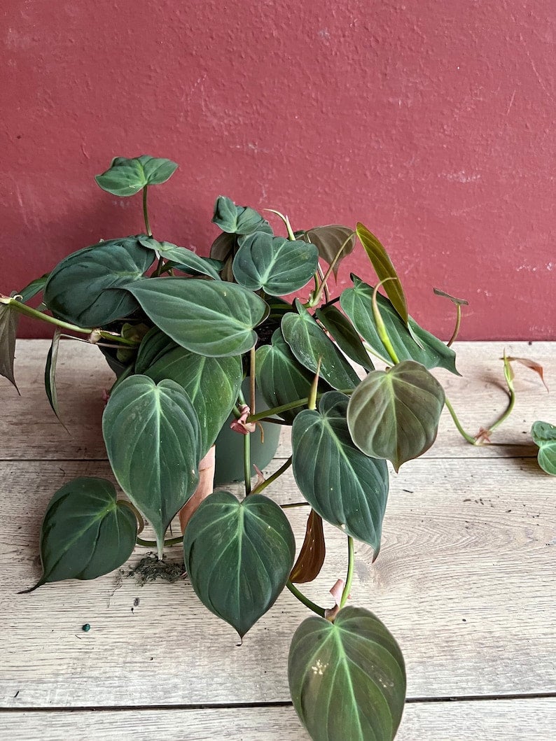 Philodendron | Yarrow Acres